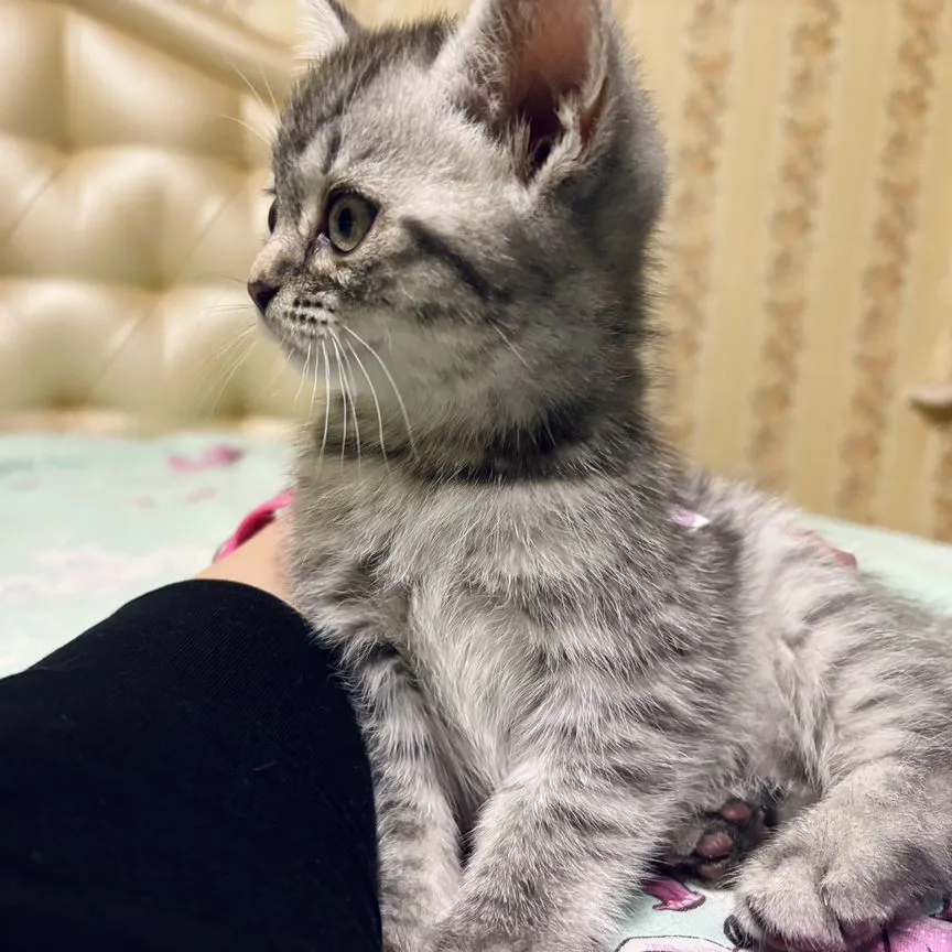 Британские котята