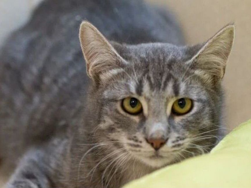 Малыш Хоуп в поиске дома. Лесной приют