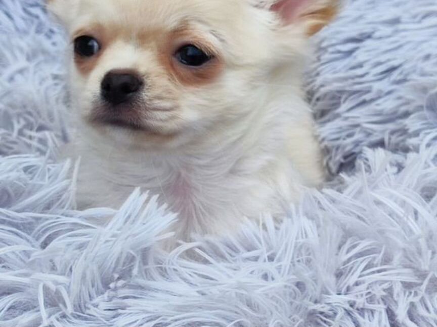 Щенки чихуахуа