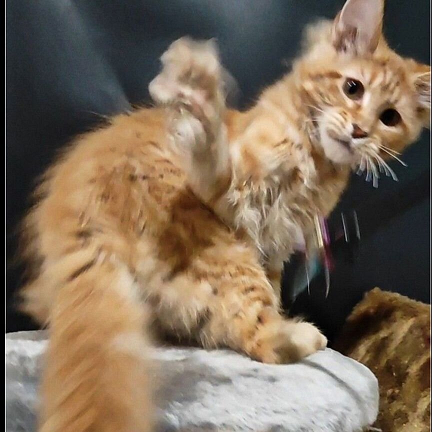 Котята мейн-кун рыжие из питомника