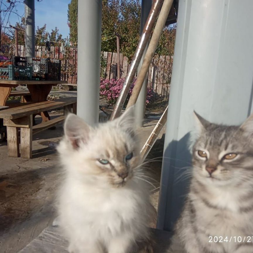 Котенок в добрые руки