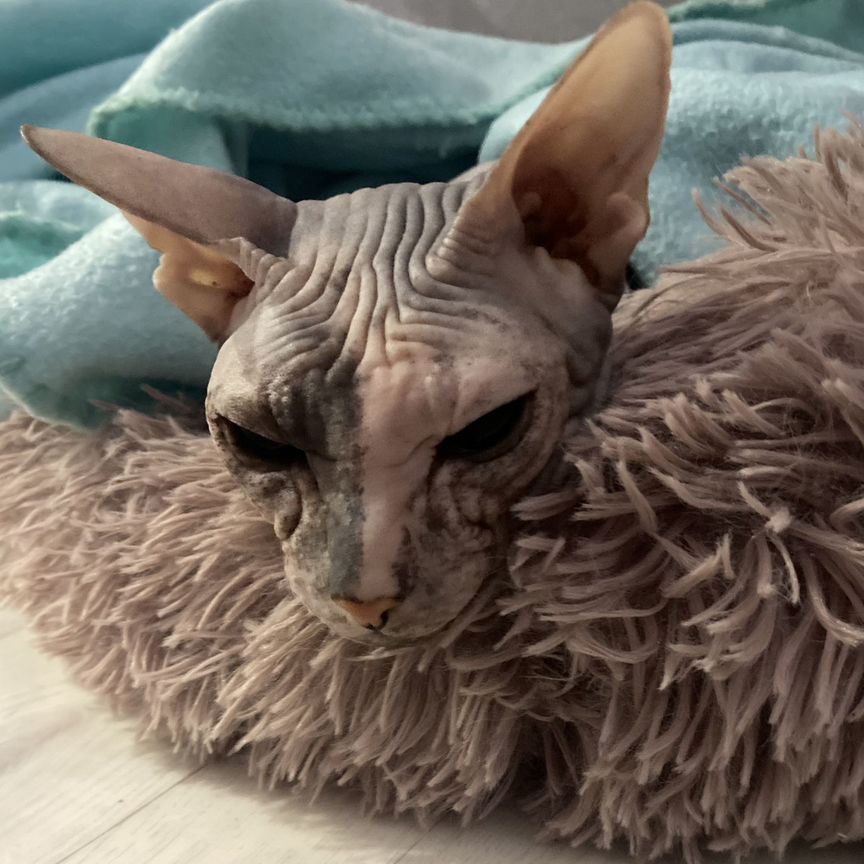 Донской сфинкс, взрослая кошка