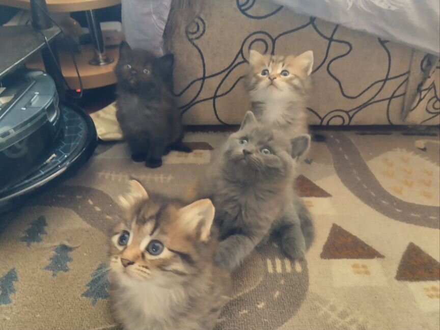 Домашняя кошка