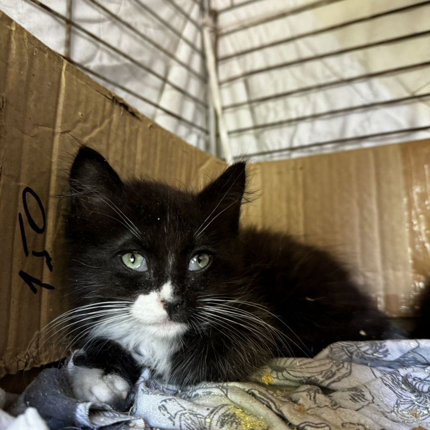 Котёночек котёнок