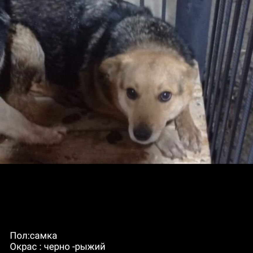 Собаки с бирками