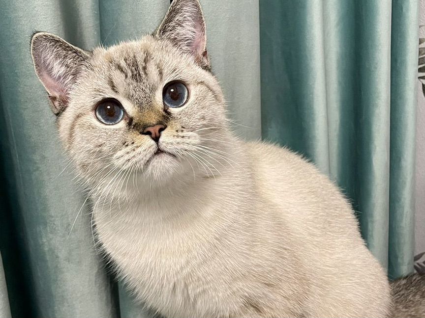 Шотландский кот на вязку