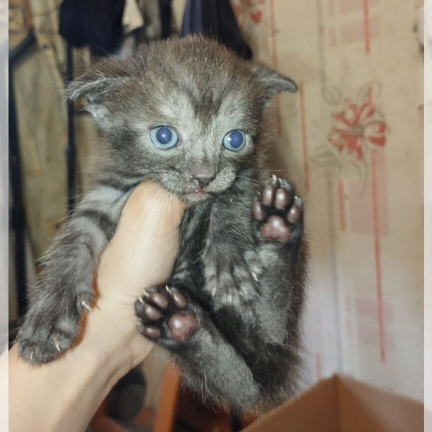 Шотландский вислоухий короткошёрстный котёнок
