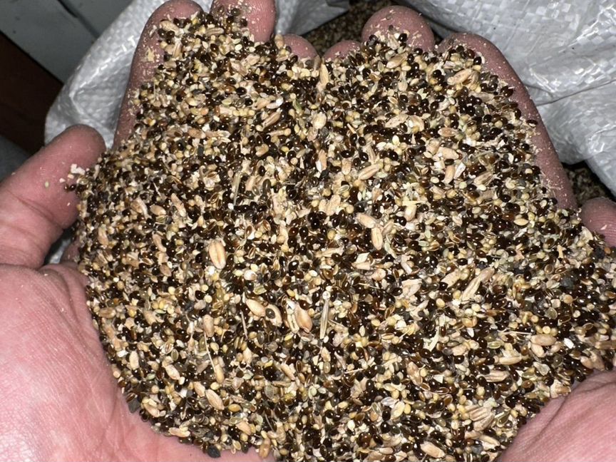 Зерноотходы пшеницы