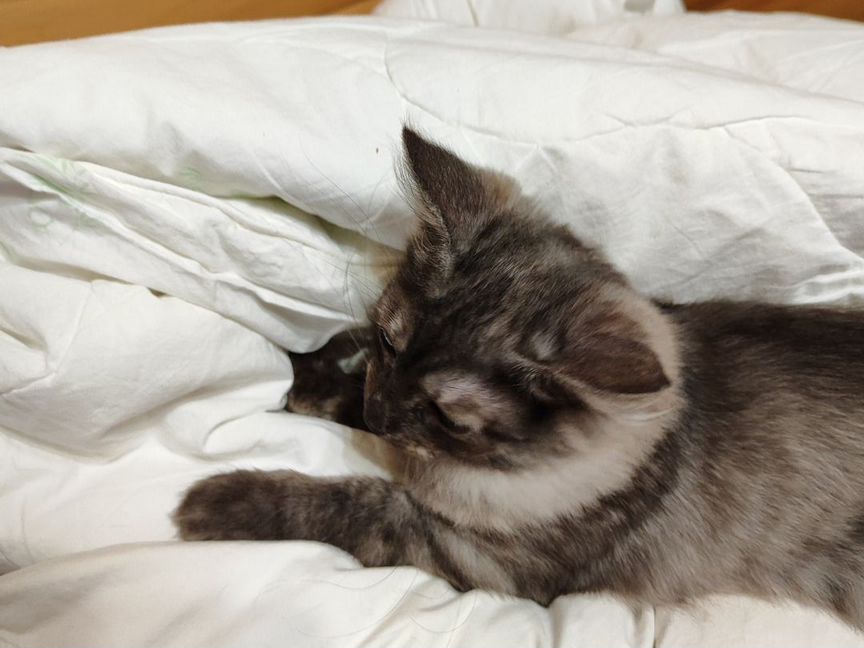 Лёва котёнок