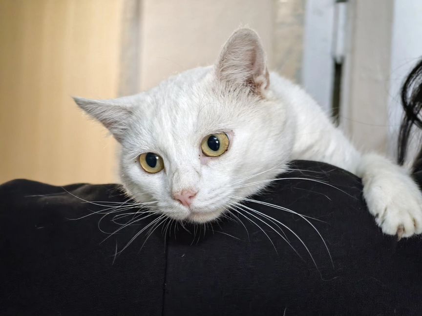 Белый кот ищет дом