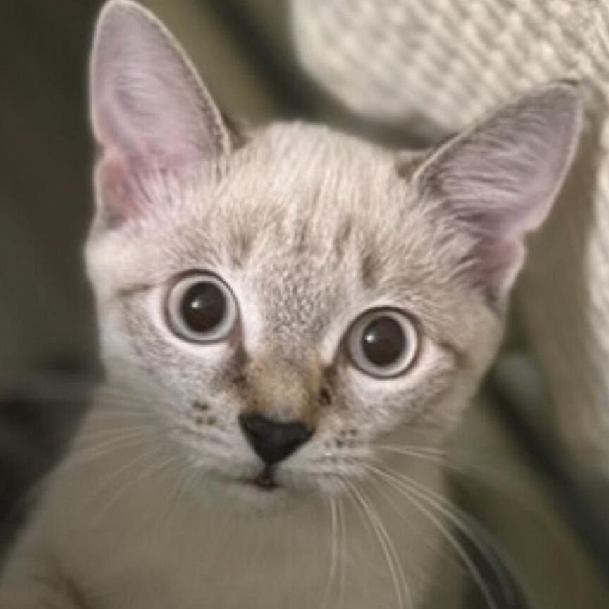 Котенок девочка