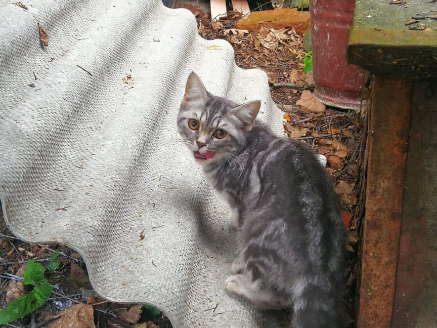Котики