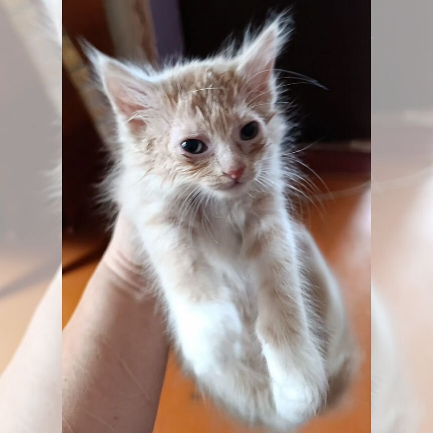 Отдам кошечки к лотку приучен