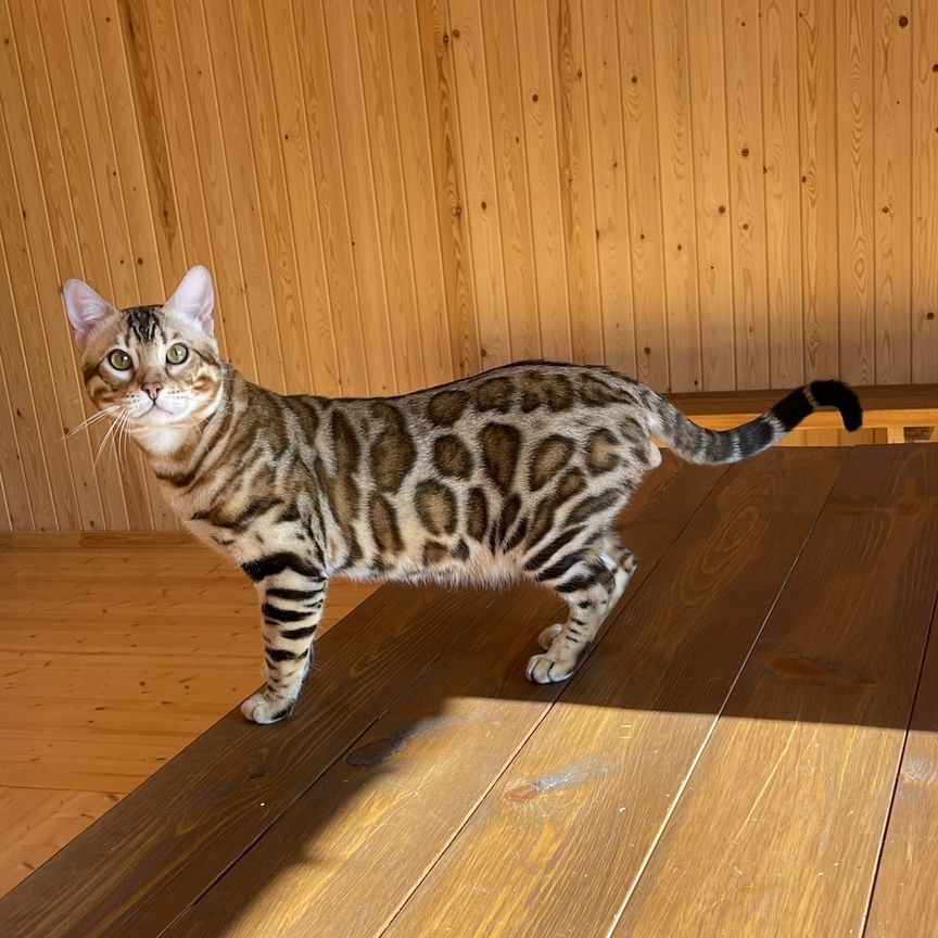 Бенгальская кошка