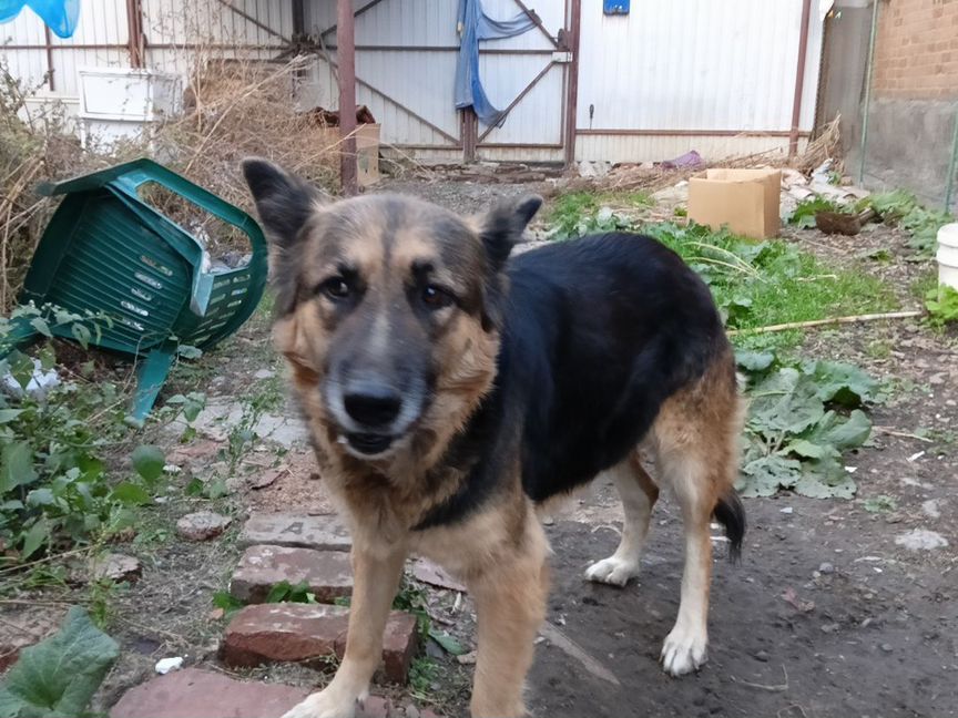 Бросили овчарку в пустом дворе
