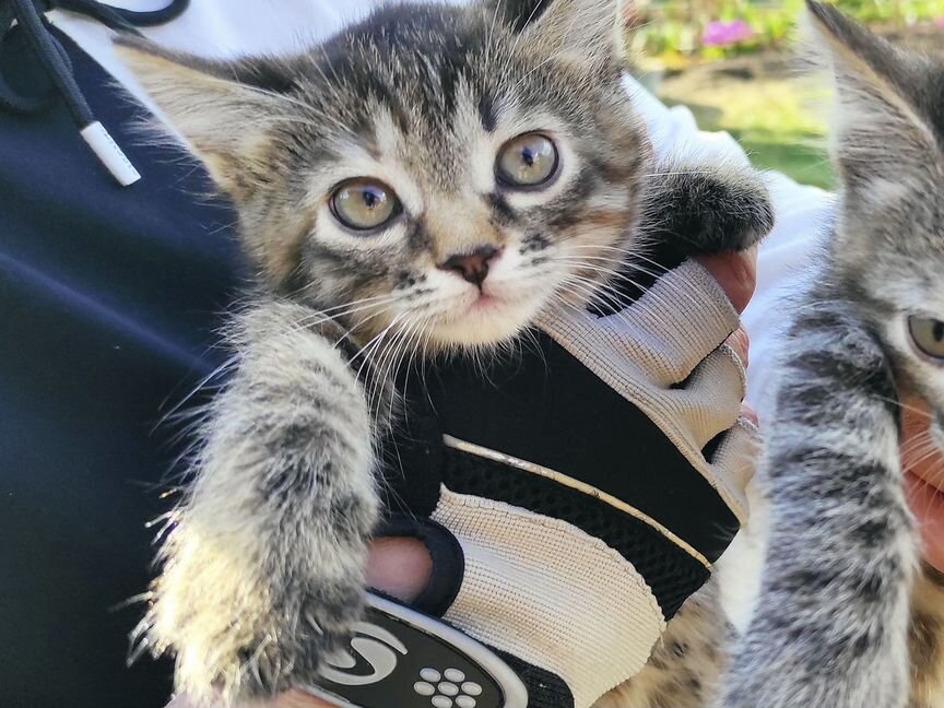 Кошечка в добрые руки