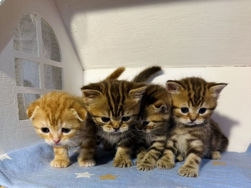 Шотландские котята