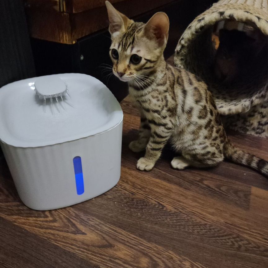 Бенгальские котята