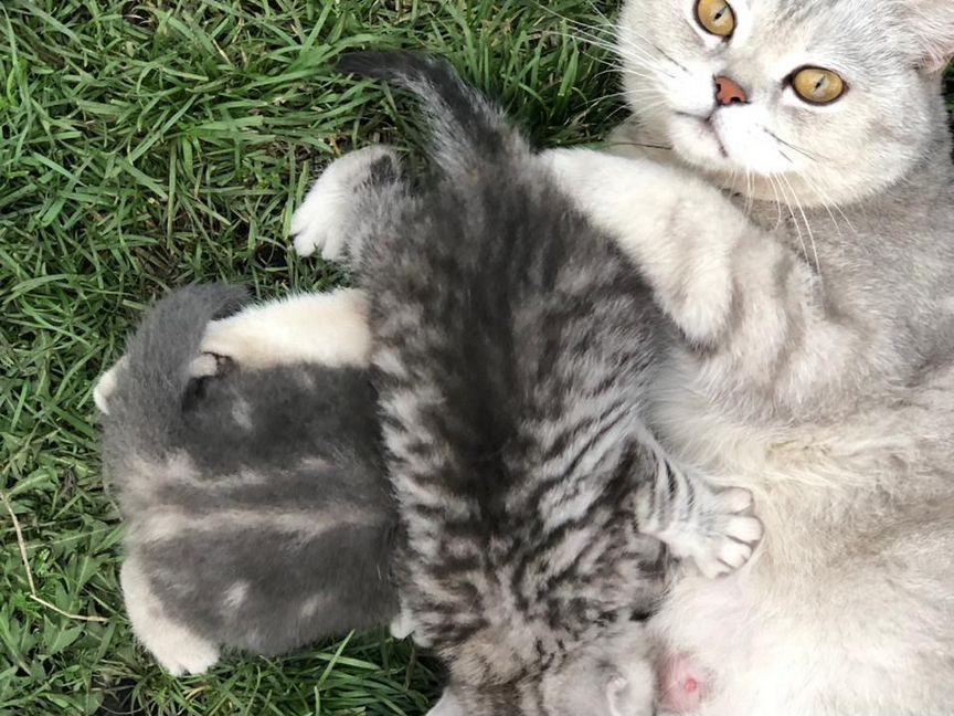 Котята от Шотландской кошечки