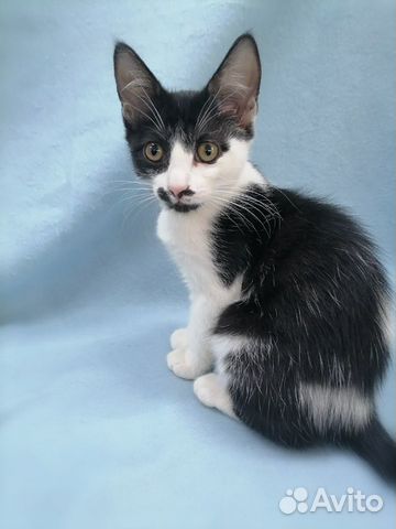 Котёнок Вивьен