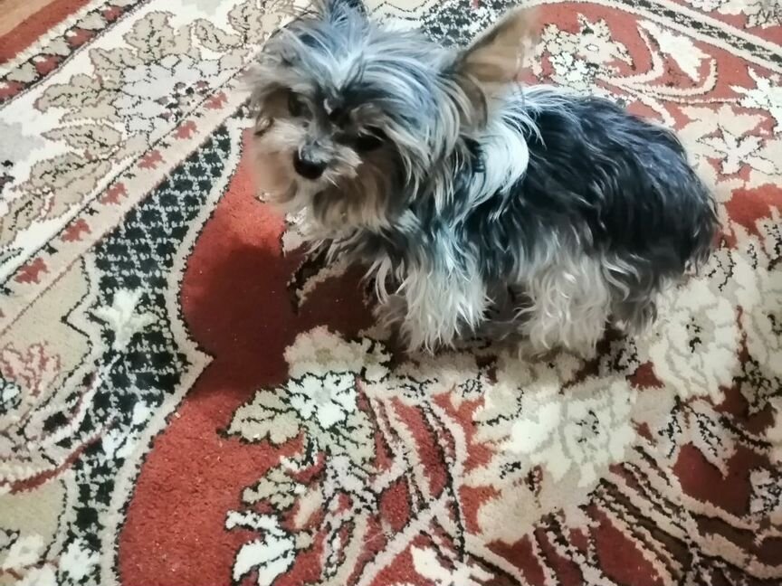 Йоркширский терьер