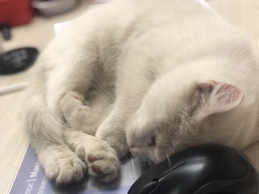 Котенок