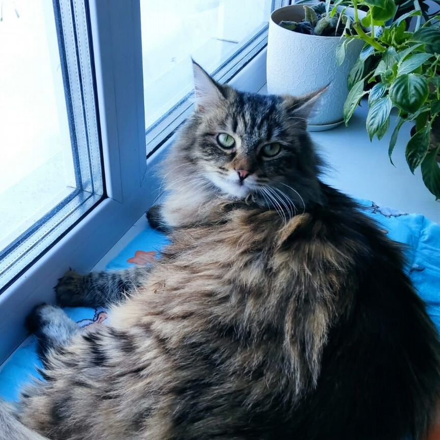 Сибирский, взрослый кот