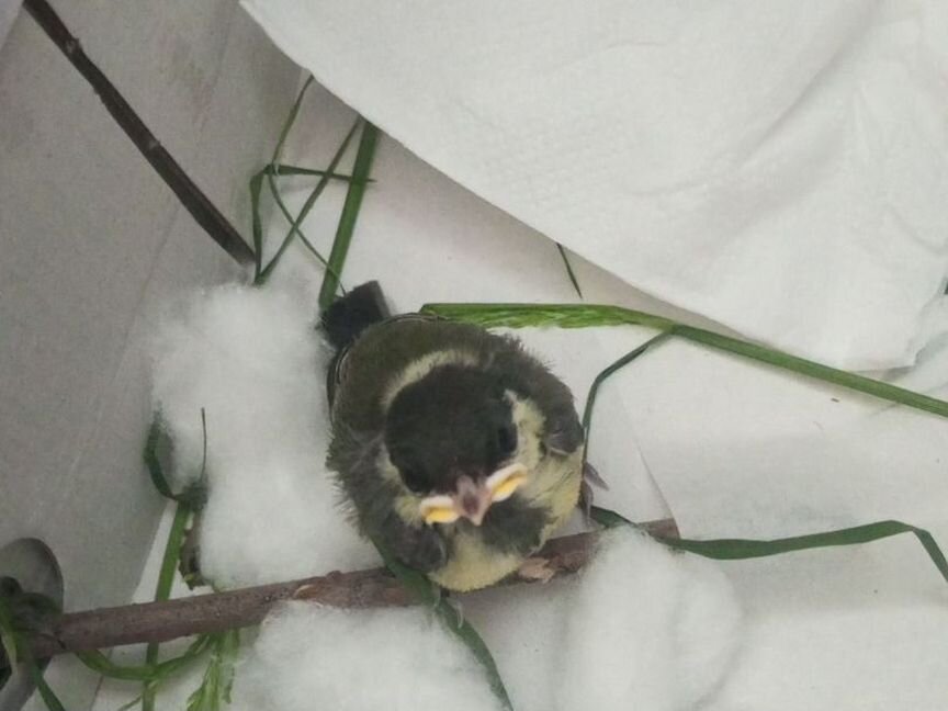 Птенец синицы