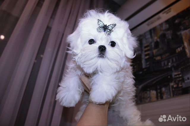 Очаровательный бебик мальчик мальтезе 3,5 мес