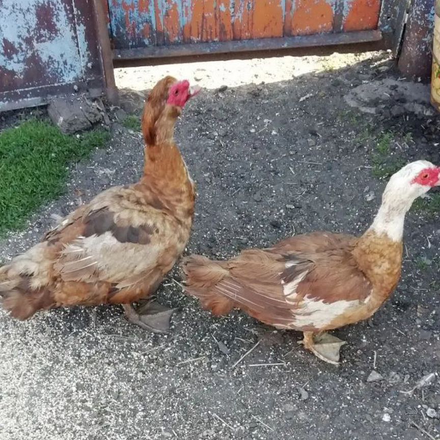 Продам уток, селезня, утят