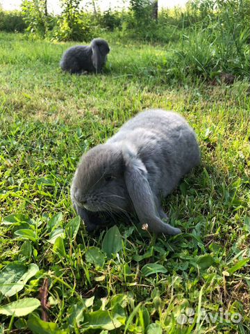 Кролики породы французский баран