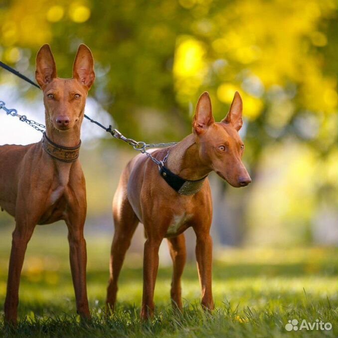 Чирнеко Дель Этна щенки