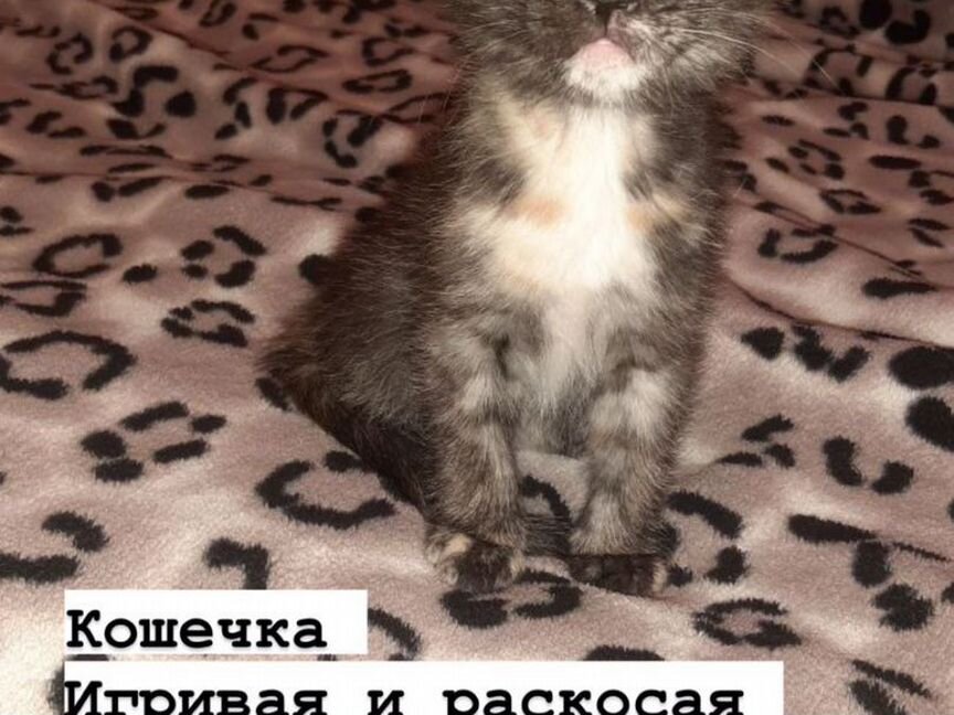 Котята. Пятигорск. Кмв. Ищем дом малышам