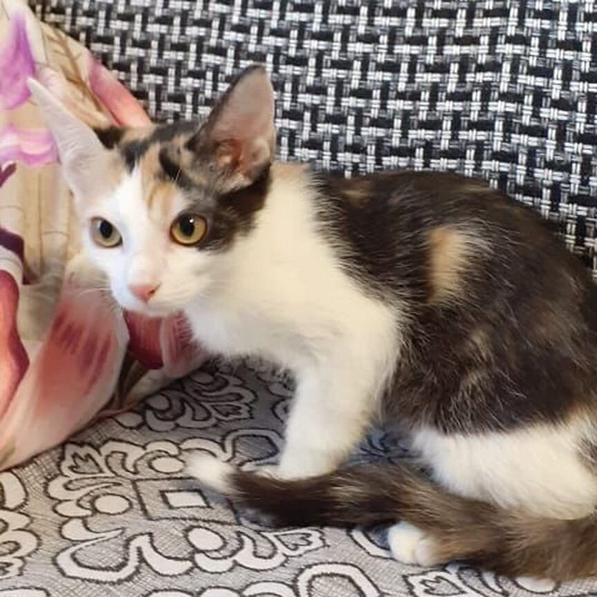 Котёнок Розочка