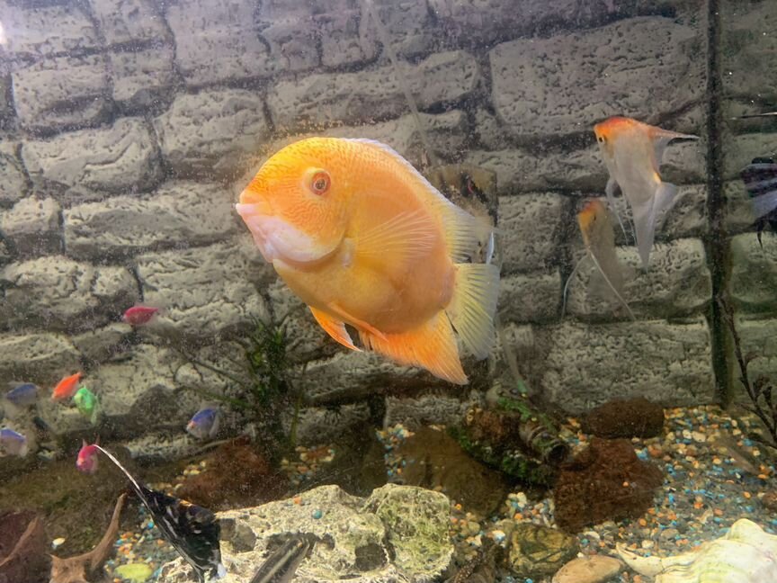 Северум взрослый