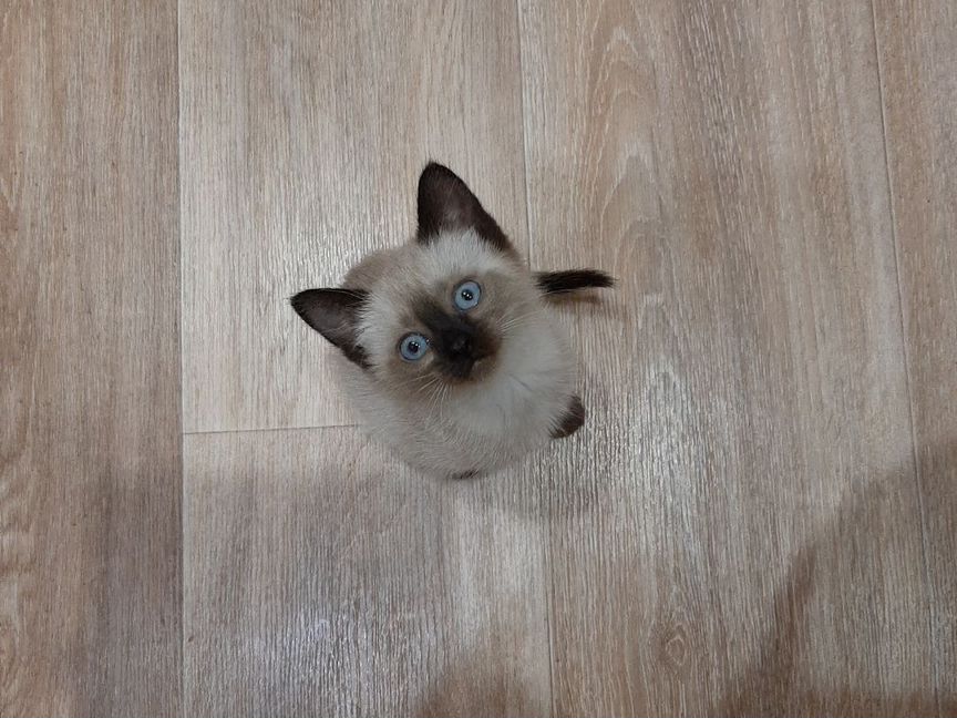 Тайская кошечка