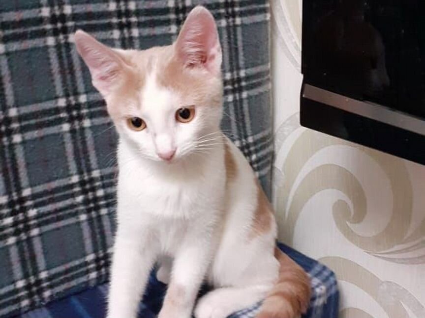 Котёнок Симба