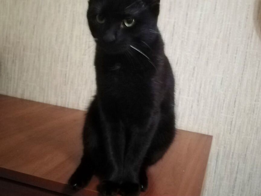 Кот Бегемот (котёнок-мальчик)
