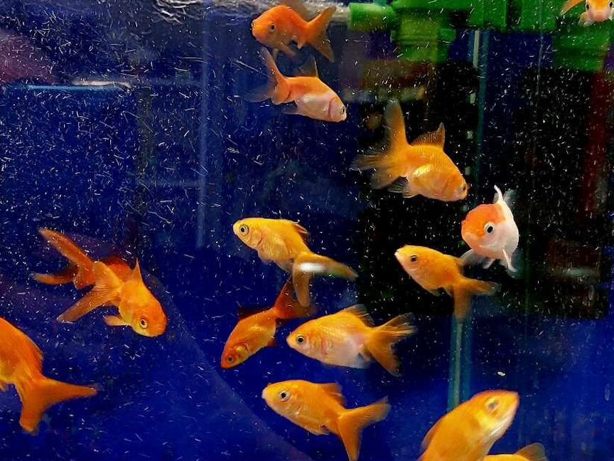 Золотые рыбки