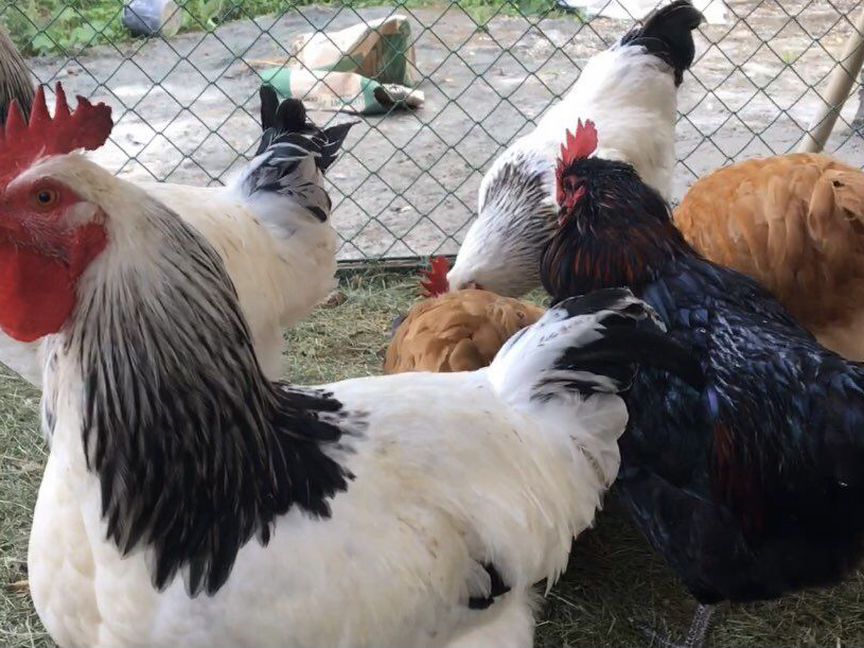 Породистые петушки на племя