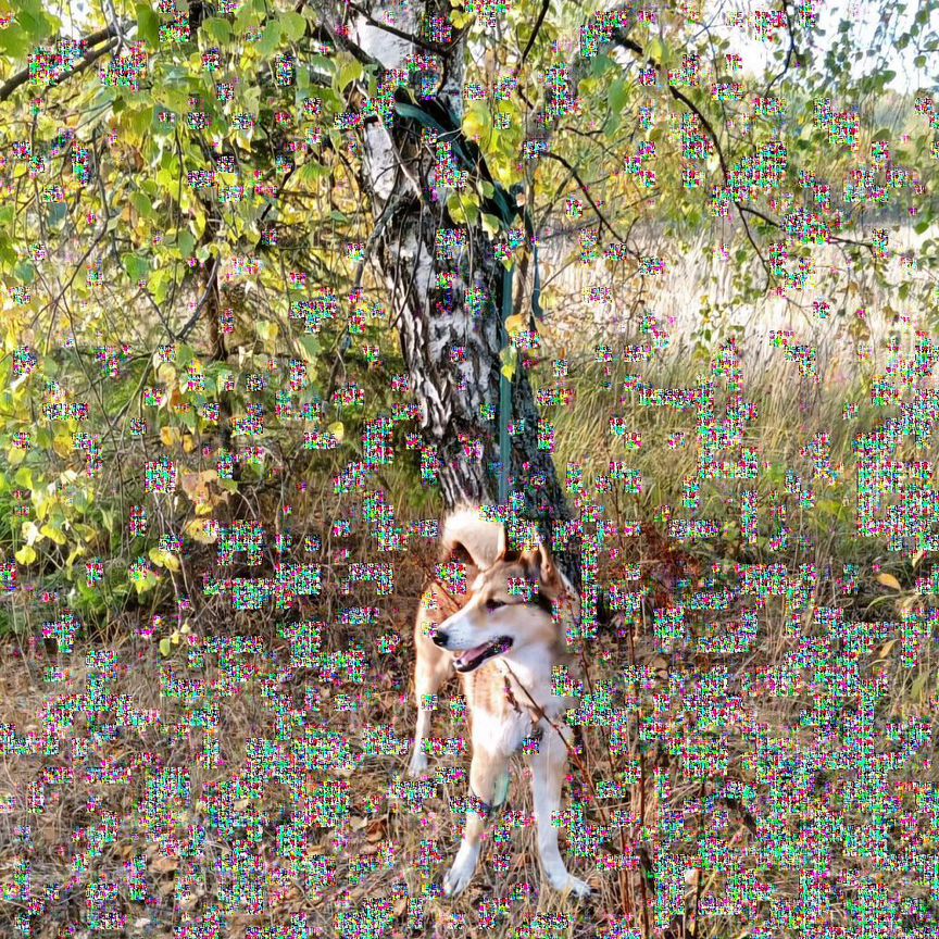 Западносибирская лайка, взрослая собака