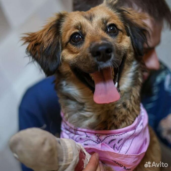 Девочка - щенок Адель