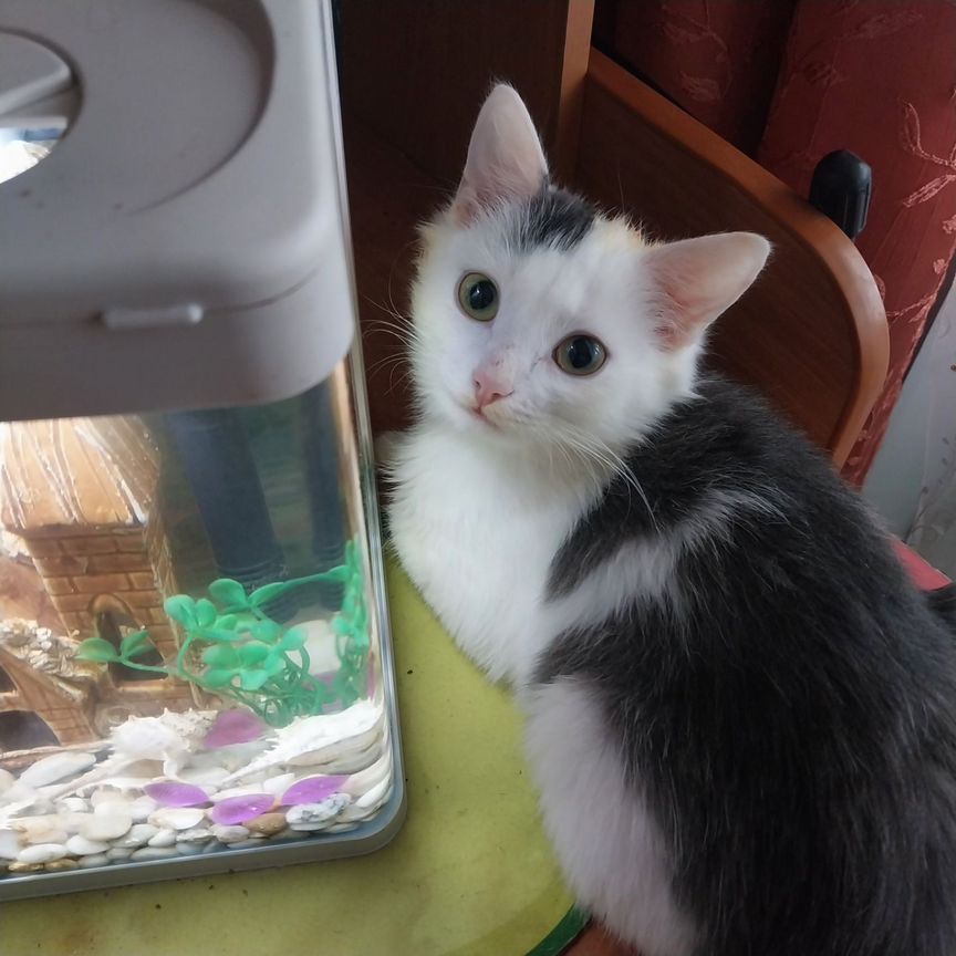 Котенок мальчик 4 месяца