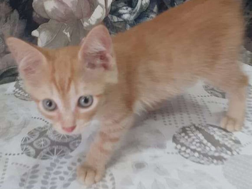 Котёнок Чипсик