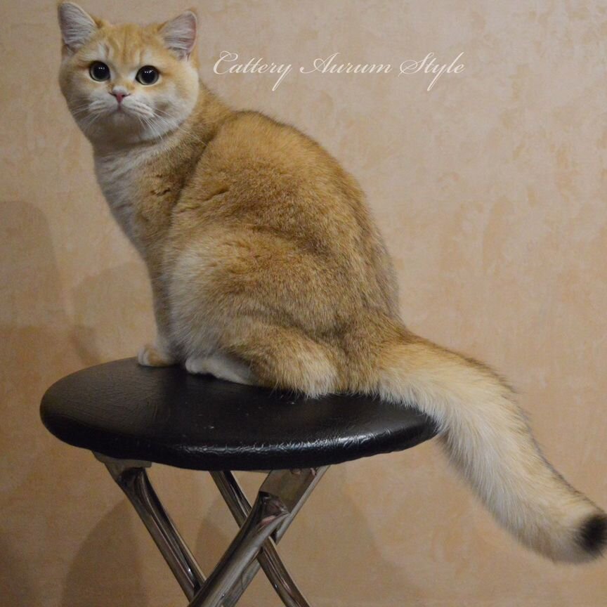 Шотландская кошечка в самом дорогом окрасе