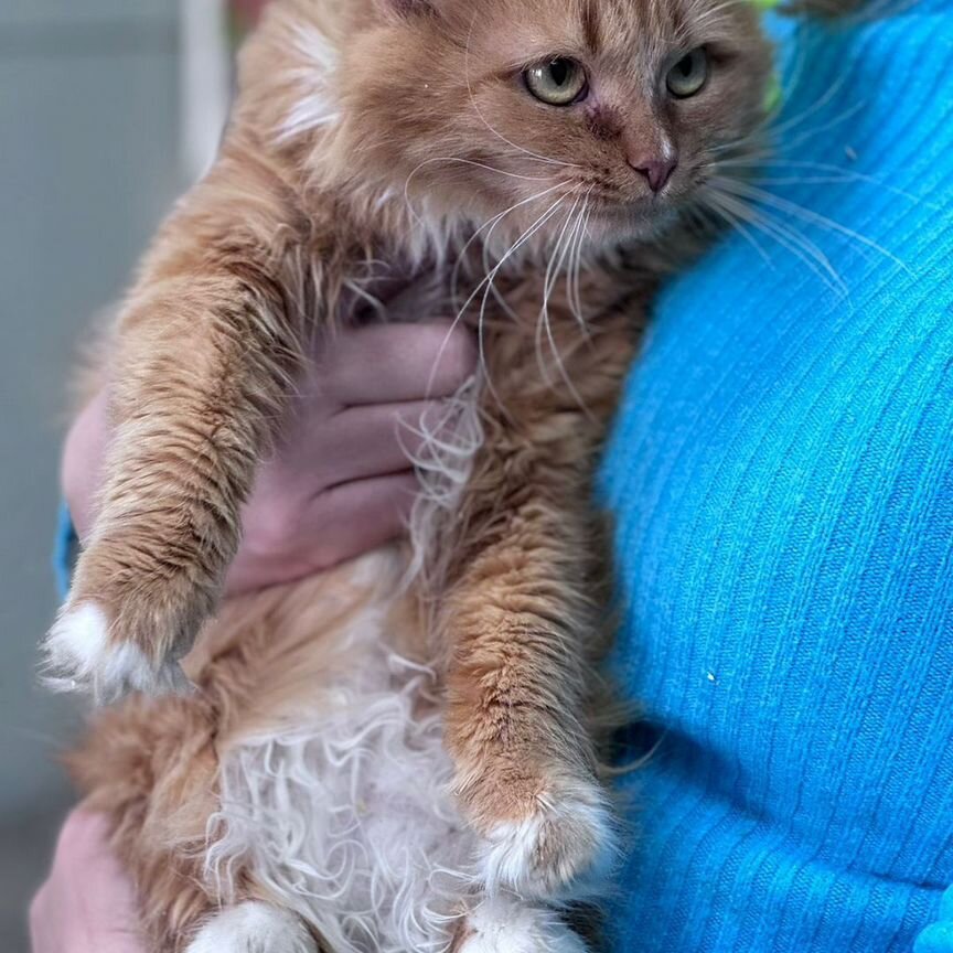 Кошка Майя в добрые ручки