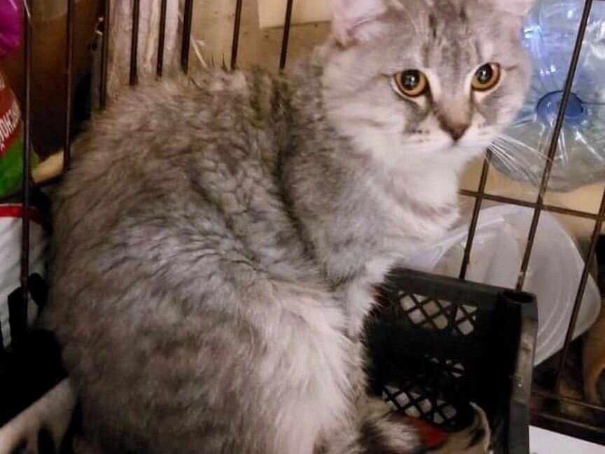 Красивый молодой котик ищет дом