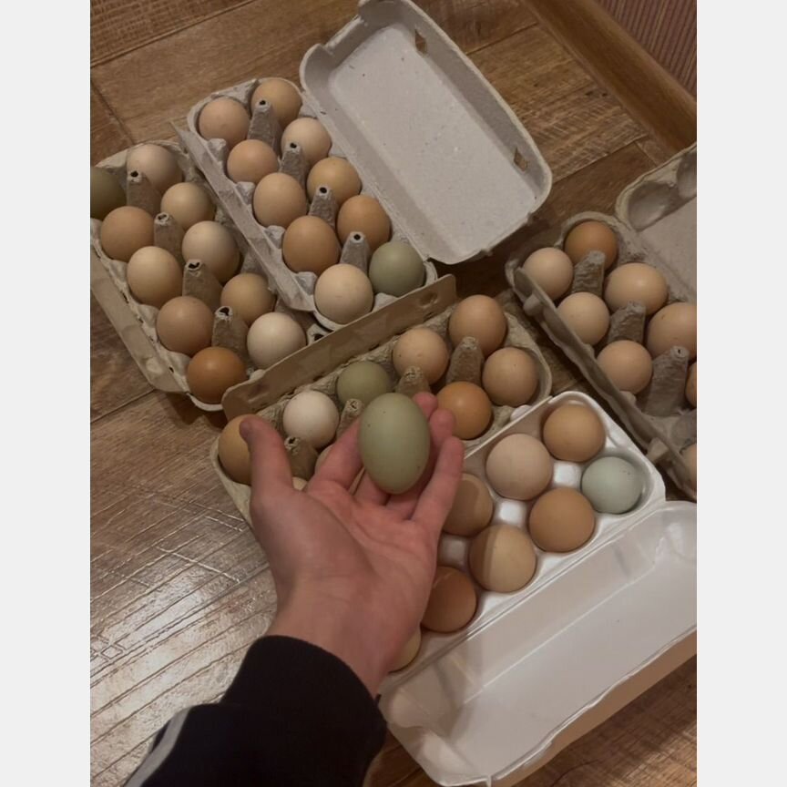 Инкубационное яйцо кур (фавероль,брама,голошейка)