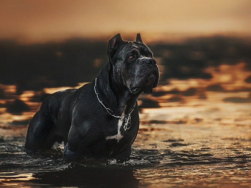 Даром Собака Кане-Корсо