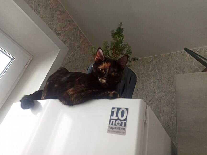 Отдам ласковую, трёхцветную кошечку